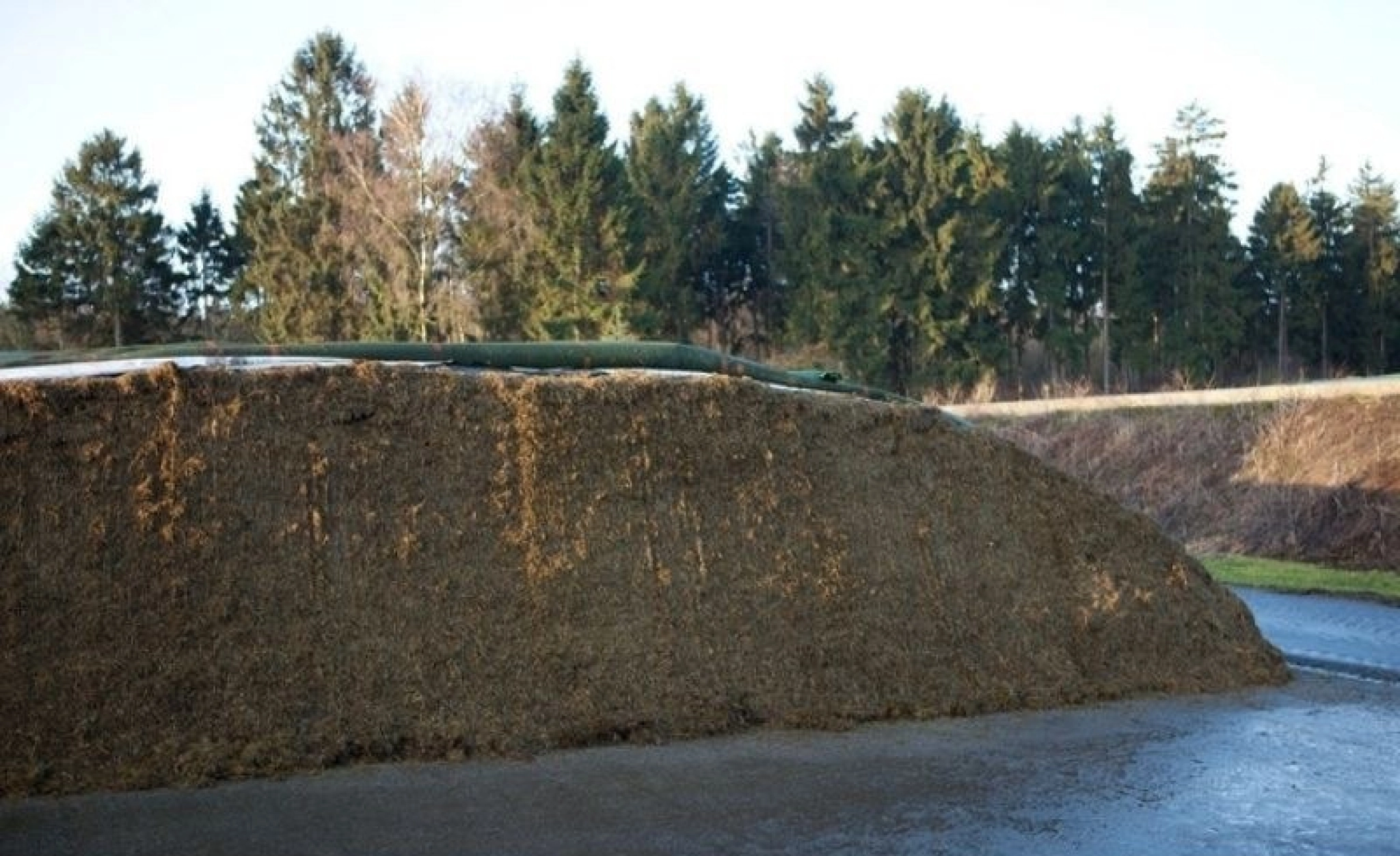 CirQlar Nutrition - 5 common mistakes to avoid when making silage for…