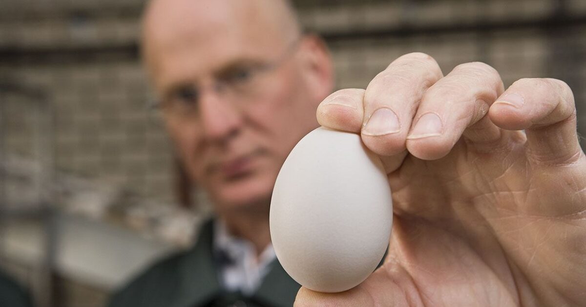 ForFarmers team agrar - Split Feeding: bedarfsgerechte Fütterung für…