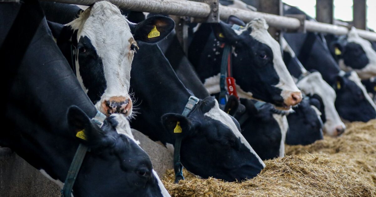 ForFarmers UK - Support rumen function and cow performance