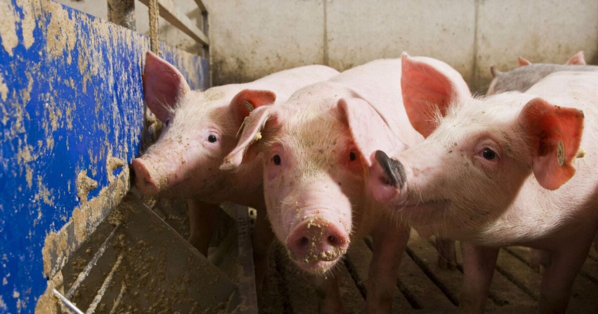 ForFarmers team agrar - Update zur afrikanischen Schweinepest