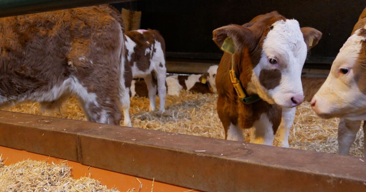 ForFarmers Deutschland - VITAle Kälber sind der Schlüssel zum Erfolg…