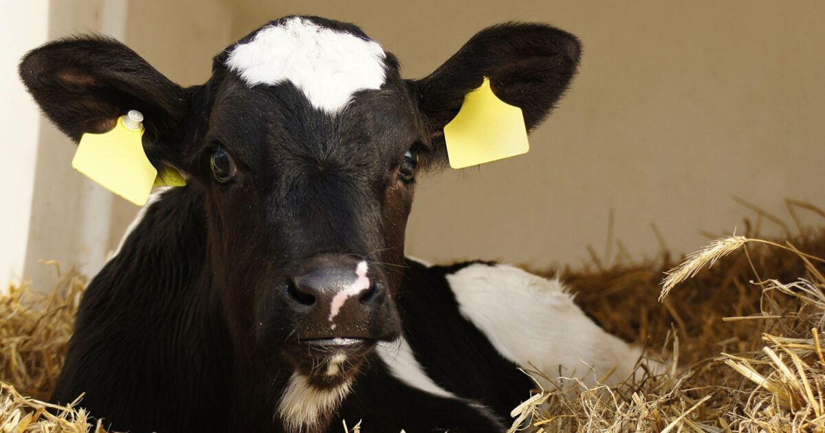 ForFarmers team agrar - Vom Kalb zum Wiederkäuer - den Start der…