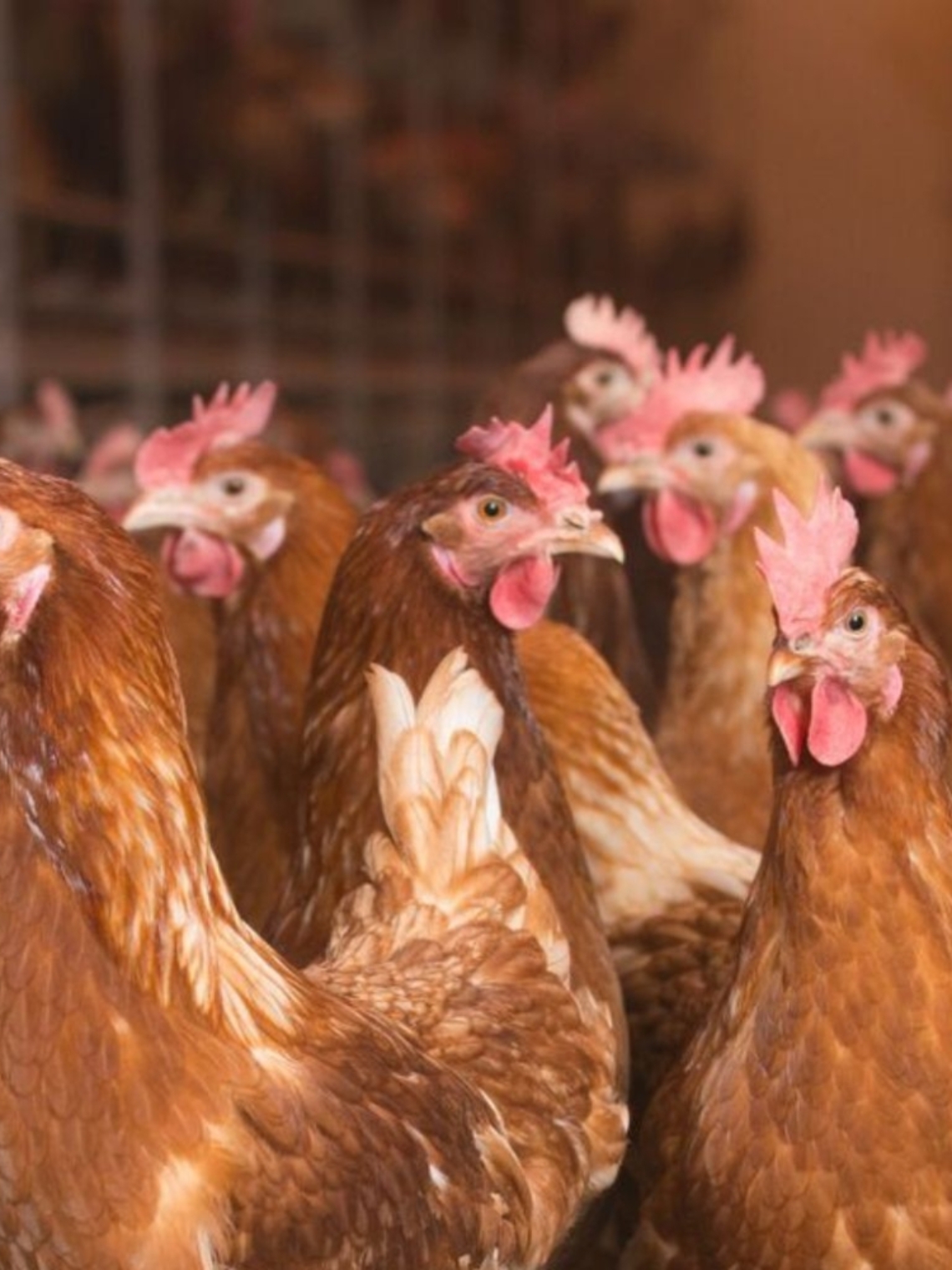 VitaFocus Vorlege- und Startfutter:… - ForFarmers team agrar