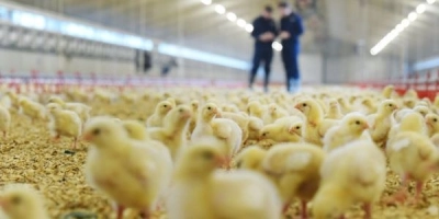 Organic feed factory ForFarmers Lochem on its way to CO2-neutral…