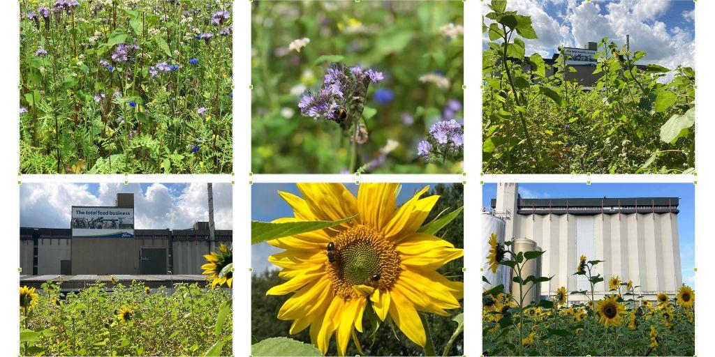 ForFarmers Group - Kleurrijk schouwspel van bloemen, bijen en…