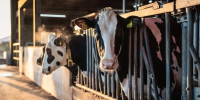 ForFarmers Group - ForFarmers strengthens position in Polish market…