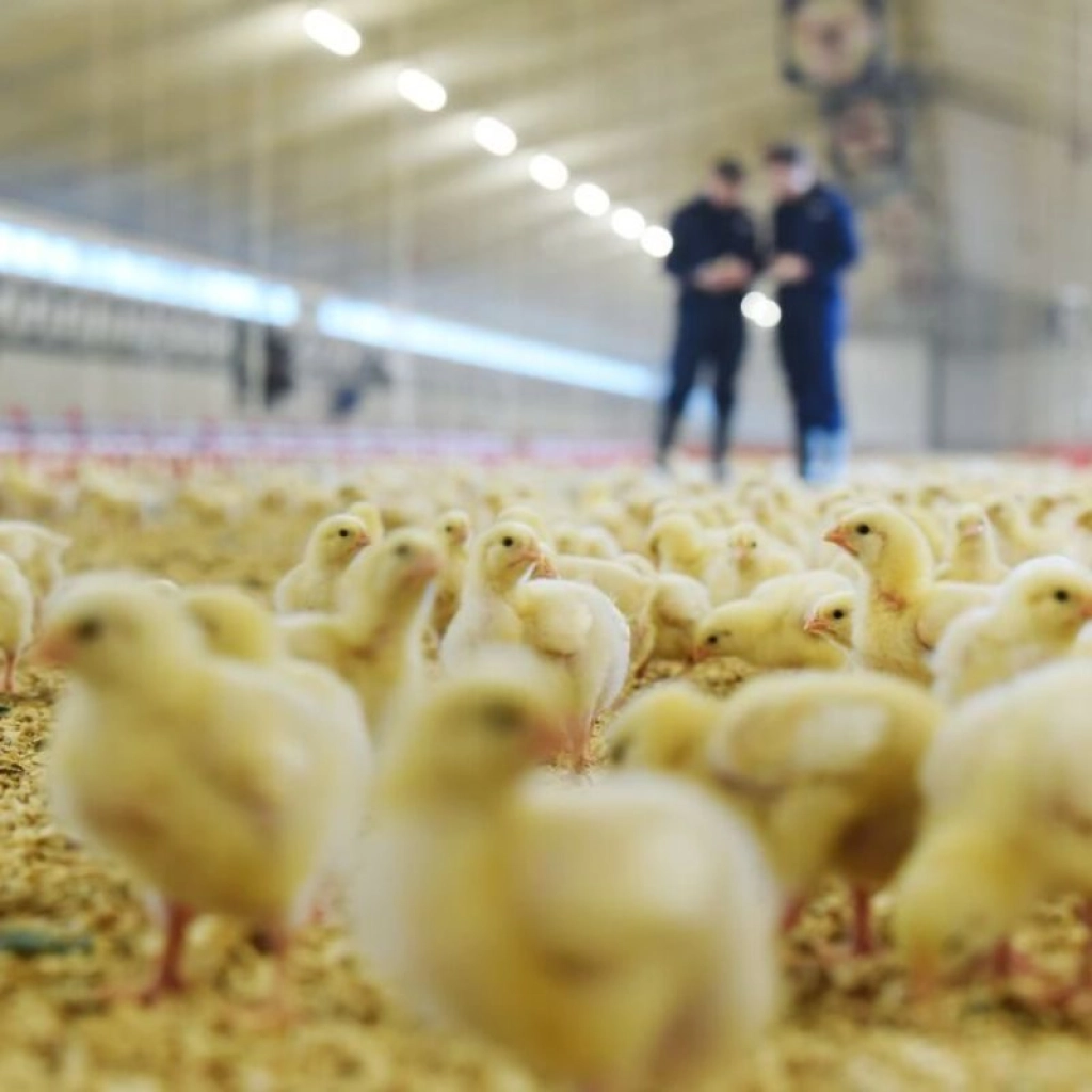 Zo doen we dat. - ForFarmers Nederland