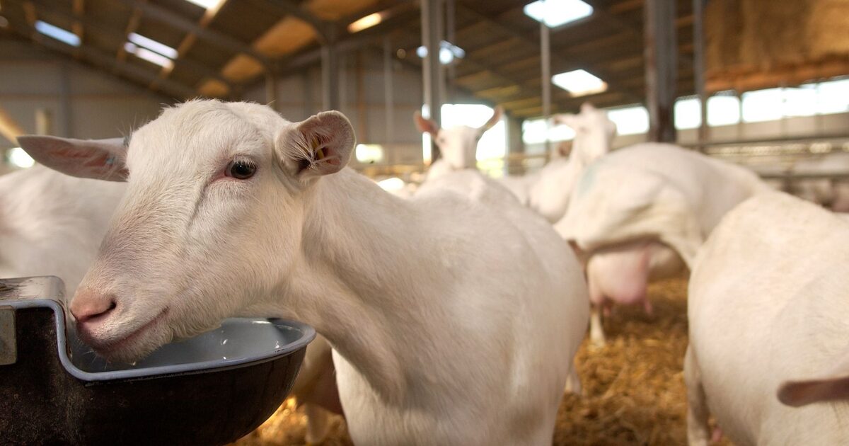 Blauwtong bij geiten: symptomen en tips - ForFarmers Nederland
