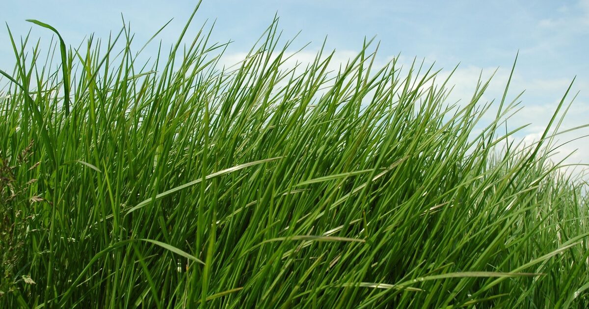 Wist je dit al over groenbemesters? - ForFarmers Nederland