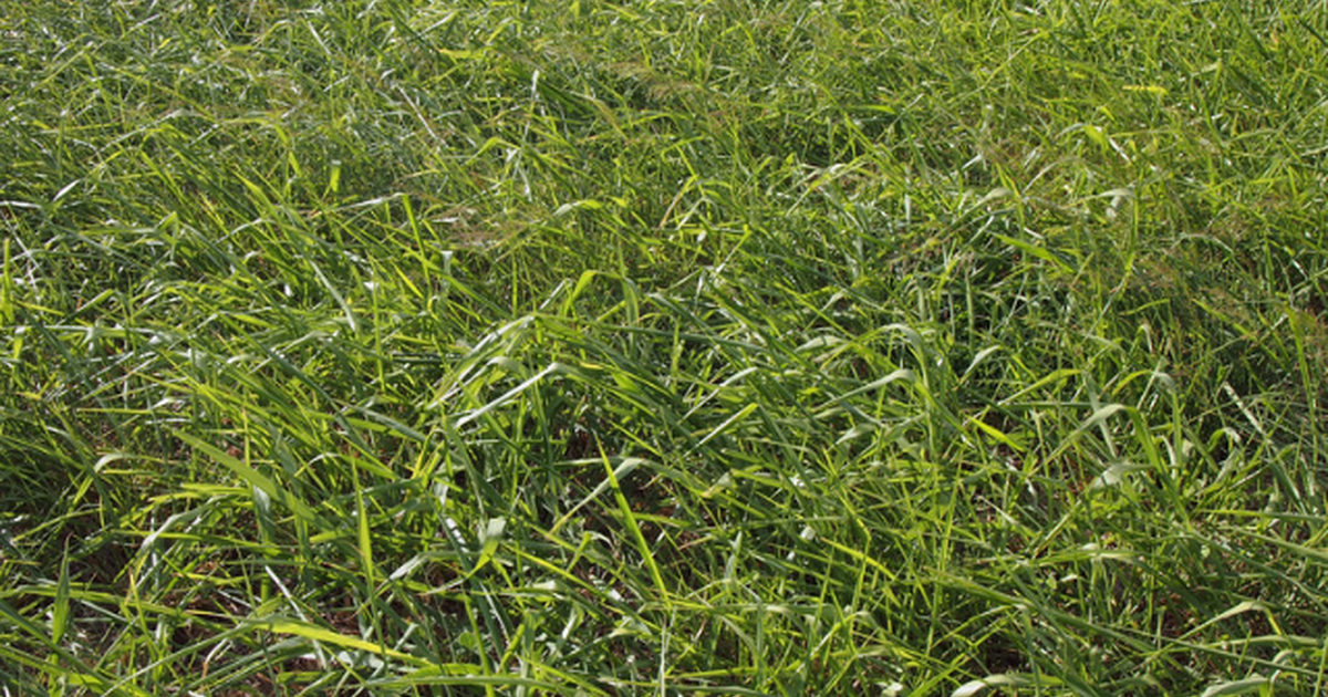 Met lang gras de winter in? - ForFarmers Nederland