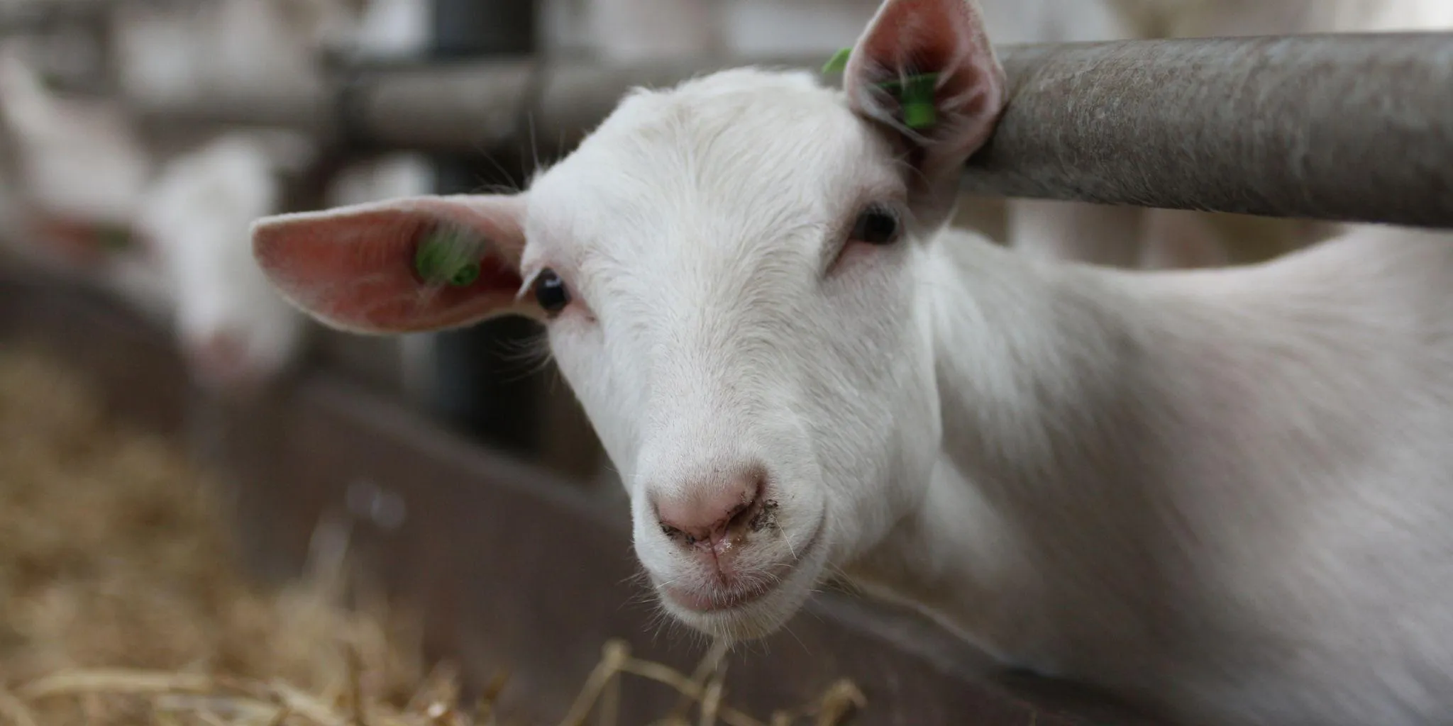 Vernieuwde transitieaanpak geiten | ForFarmers