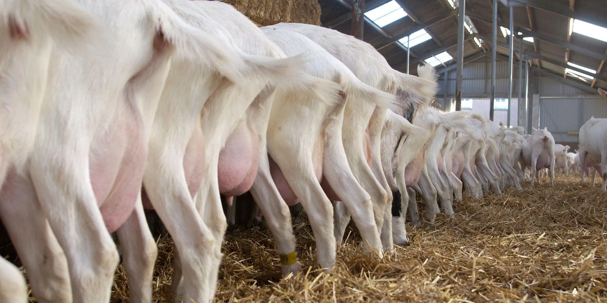 Hoeveel verborgen rendement zit er in jouw mestboekhouding?