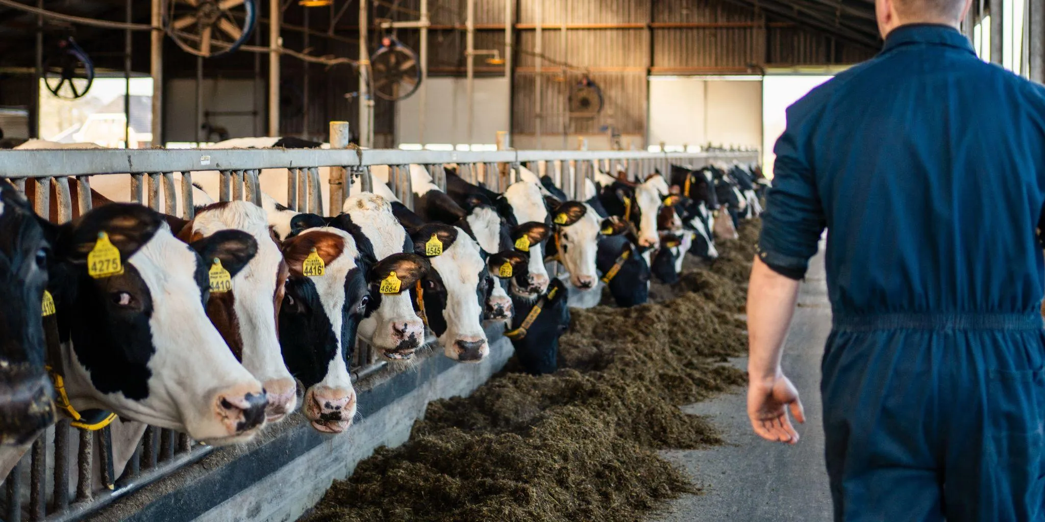 Blijf goed melken in warme weken - ForFarmers Nederland