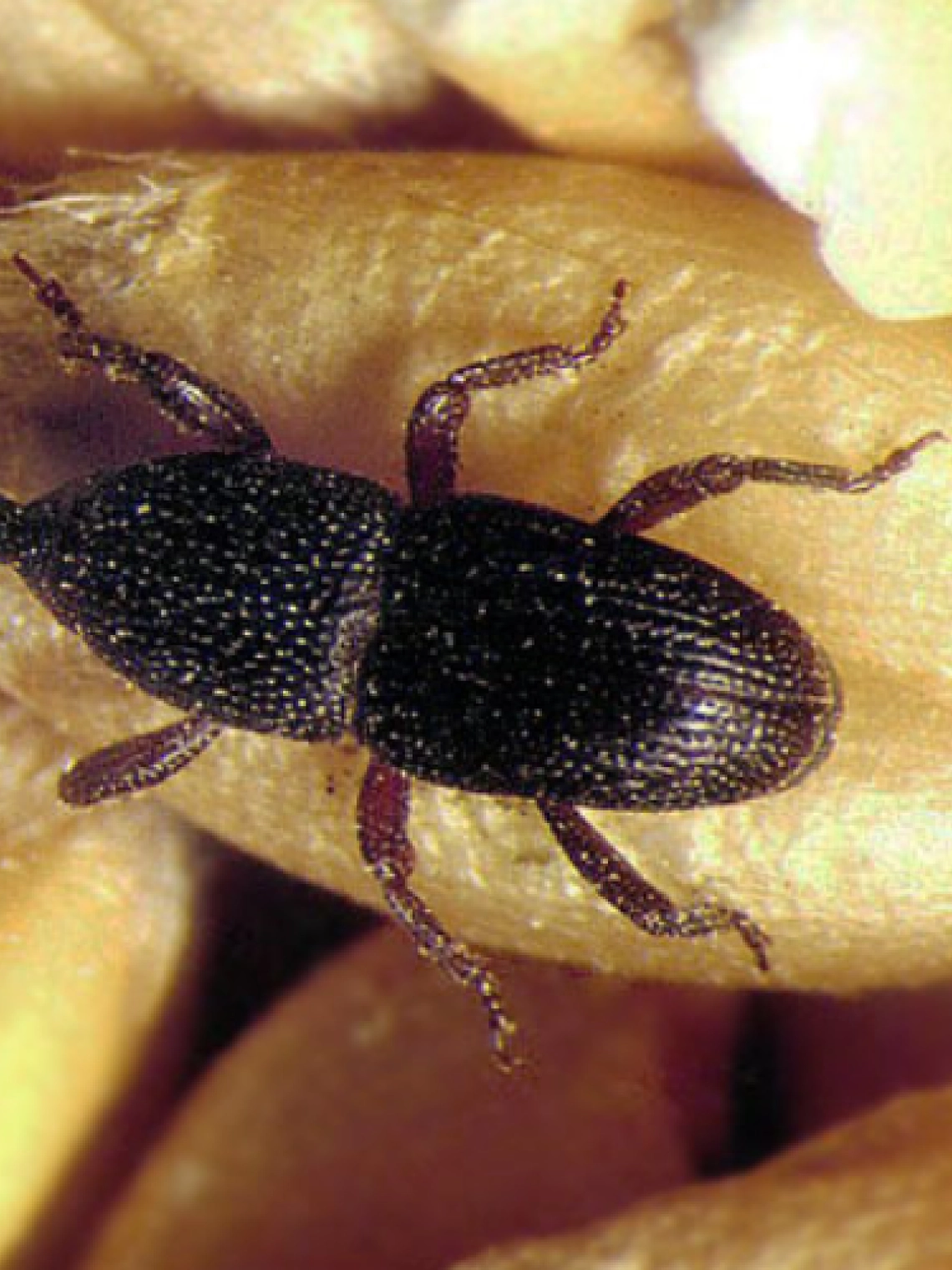 Wees alert op graanklanders in je silo