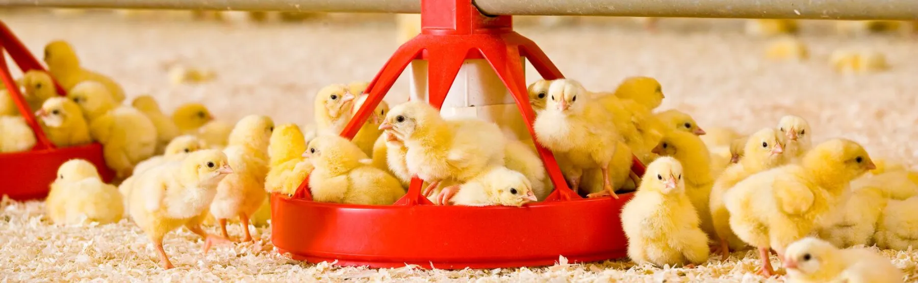 ForFarmers-klanten hebben gezonder pluimvee