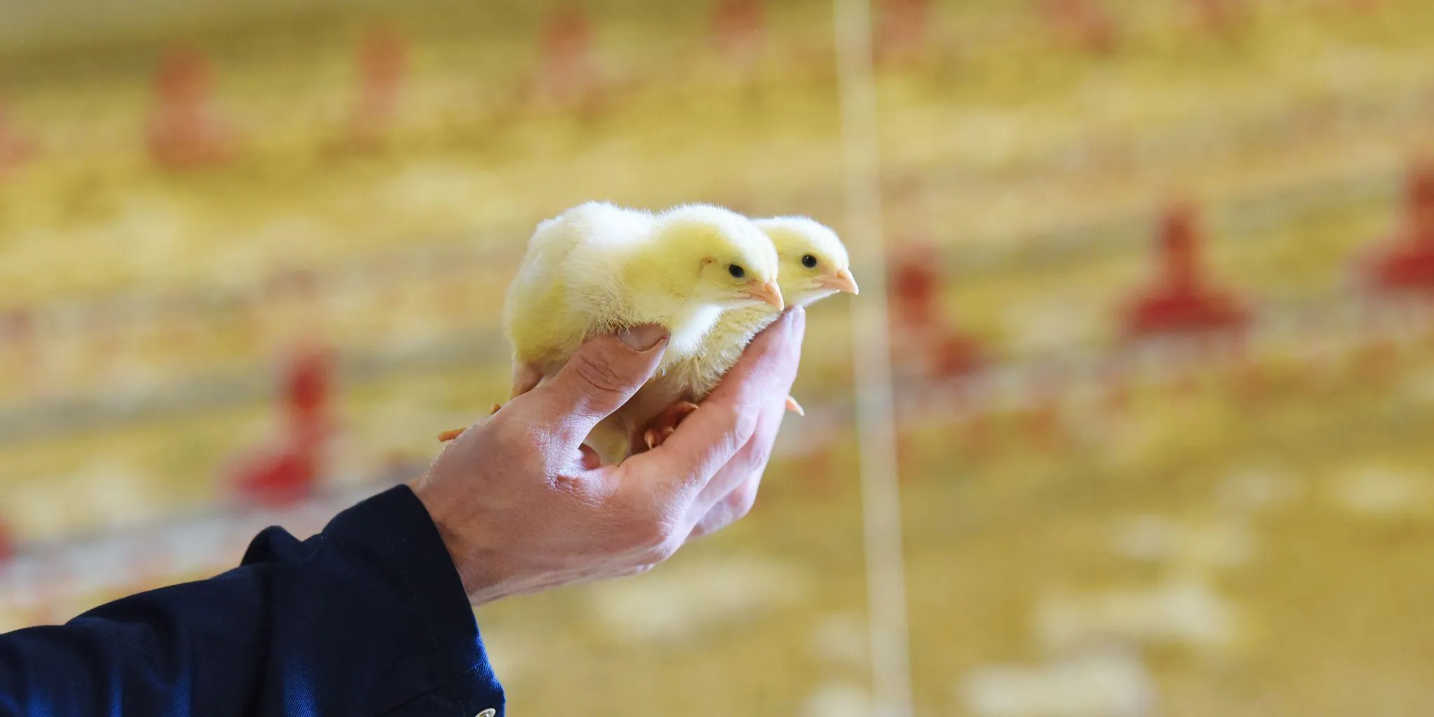 Oplossingen voor pluimveehouderij - ForFarmers Nederland