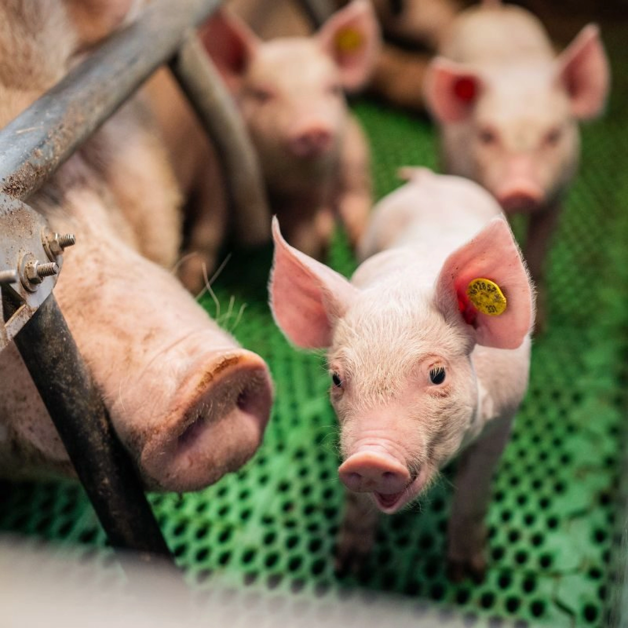 Streptokokken bij biggen: waarom de zeug vaak… - ForFarmers Nederland
