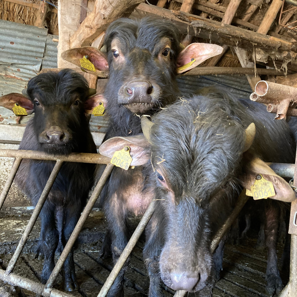 Weiterbüffeln! - Reudink GmbH