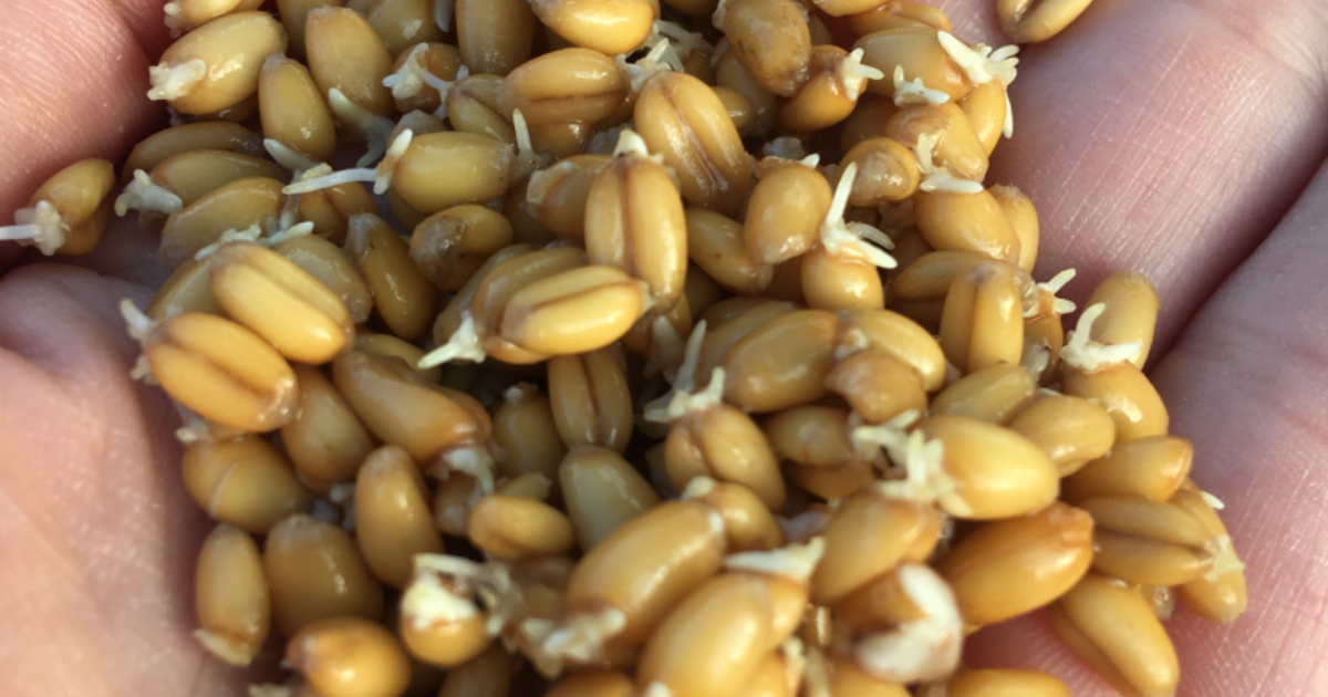 Getreide keimen in der Praxis - Reudink GmbH