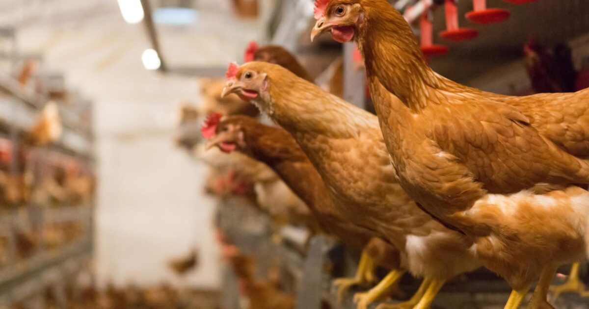 Reudink - Bio-pluimvee: wel of niet ontwormen?