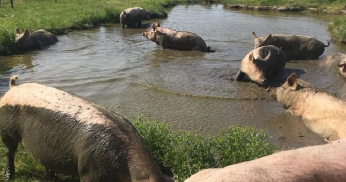 Reudink - Warm weer! Maatregelen voor jouw varkens