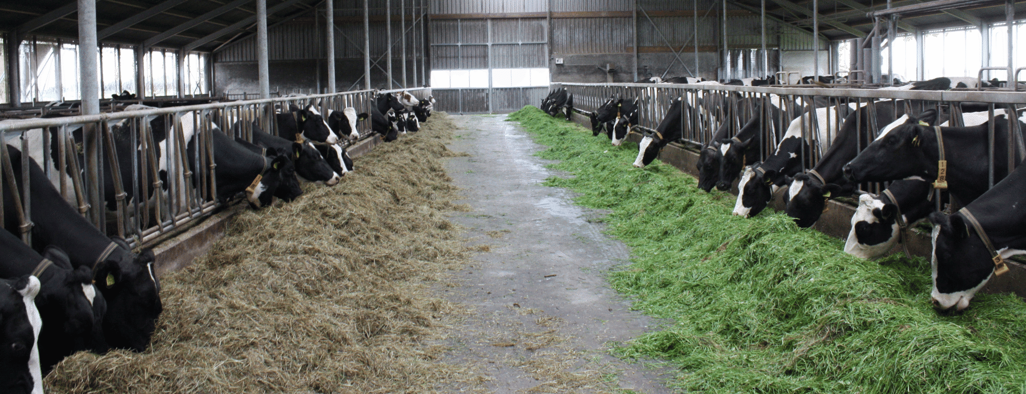 Melkveevoer - Reudink