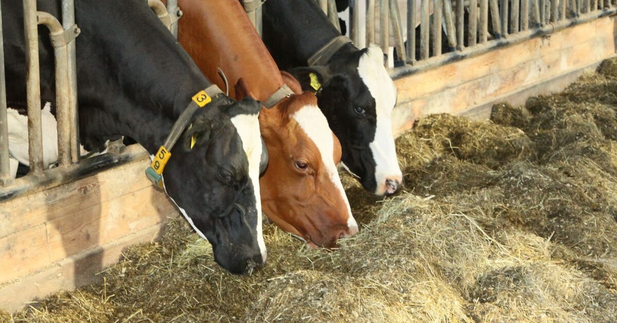 Raufutter-Tipp: Besonderes Augenmerk auf… - Reudink Bio B.V.