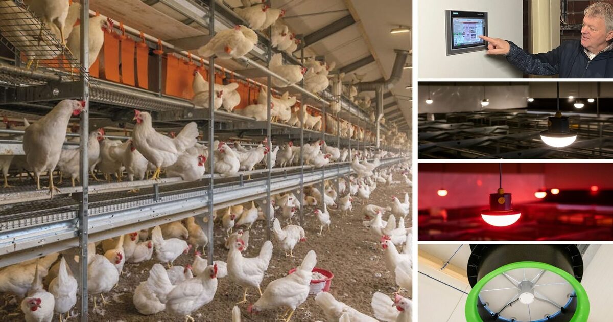 Pluimvee: de invloed van klimaat & huisvesting op resultaat