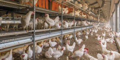 Startseite - Reudink Bio B.V.