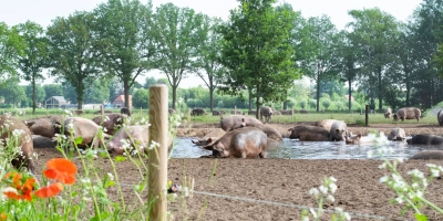 Startseite - Reudink Bio B.V.