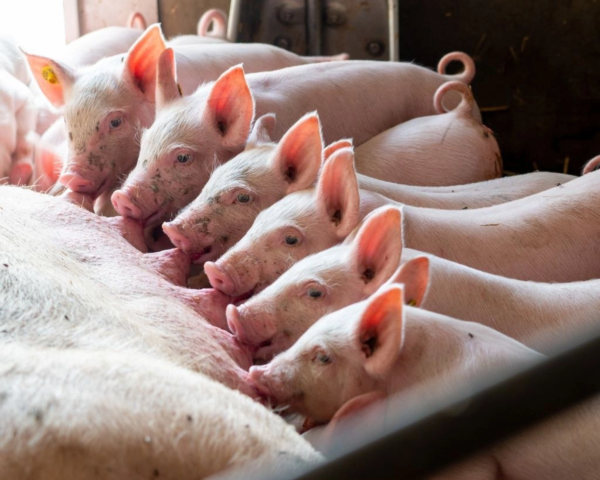Voerproef bewijst voordelen van biologische muesli biggen