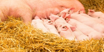 Startseite - Reudink Bio B.V.