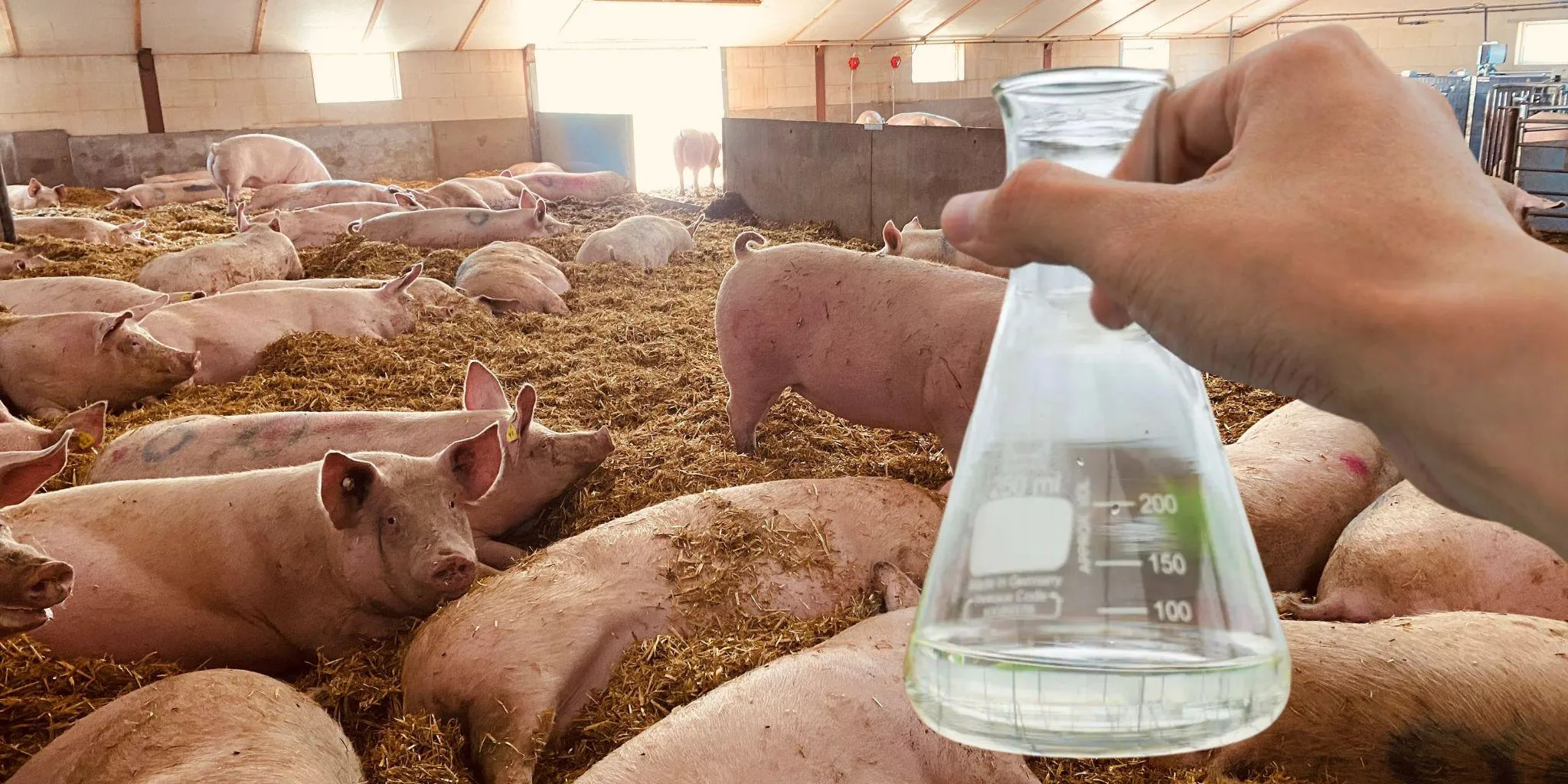 Betere wateropname bij de zeug zorgt voor betere start voor de big