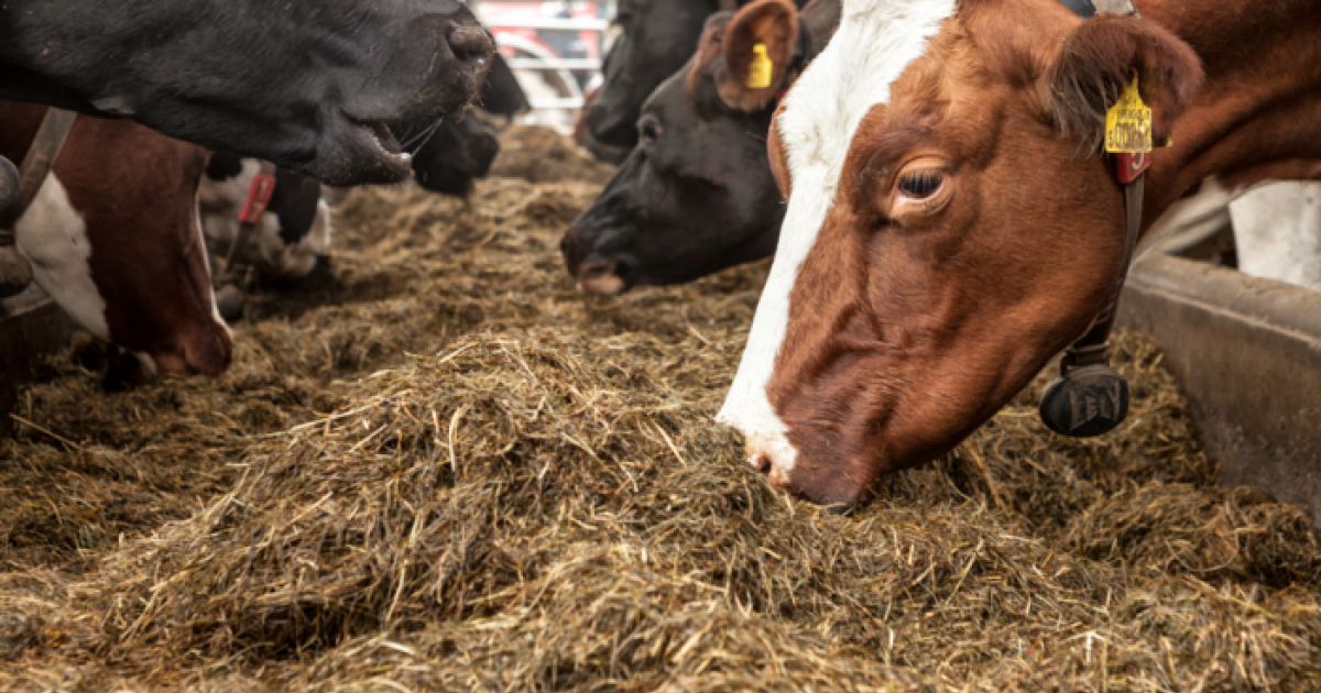 ForFarmers UK - Mineral management in dry cow diets