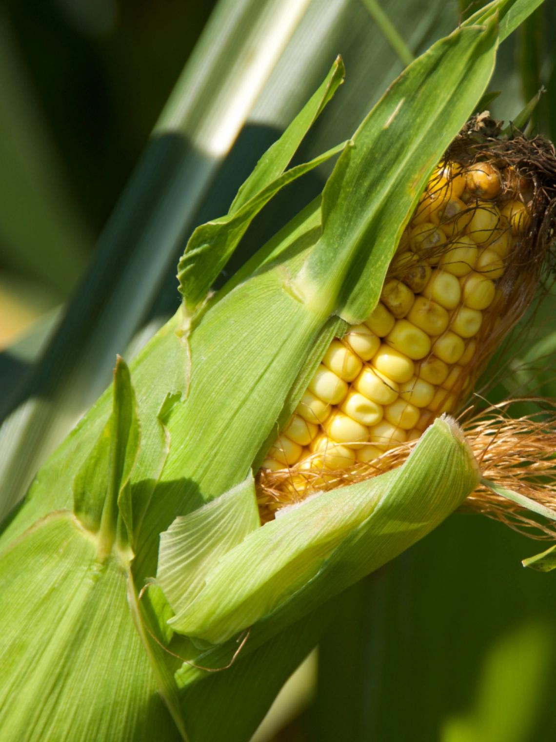 ForFarmers UK - Make the most of maize crops