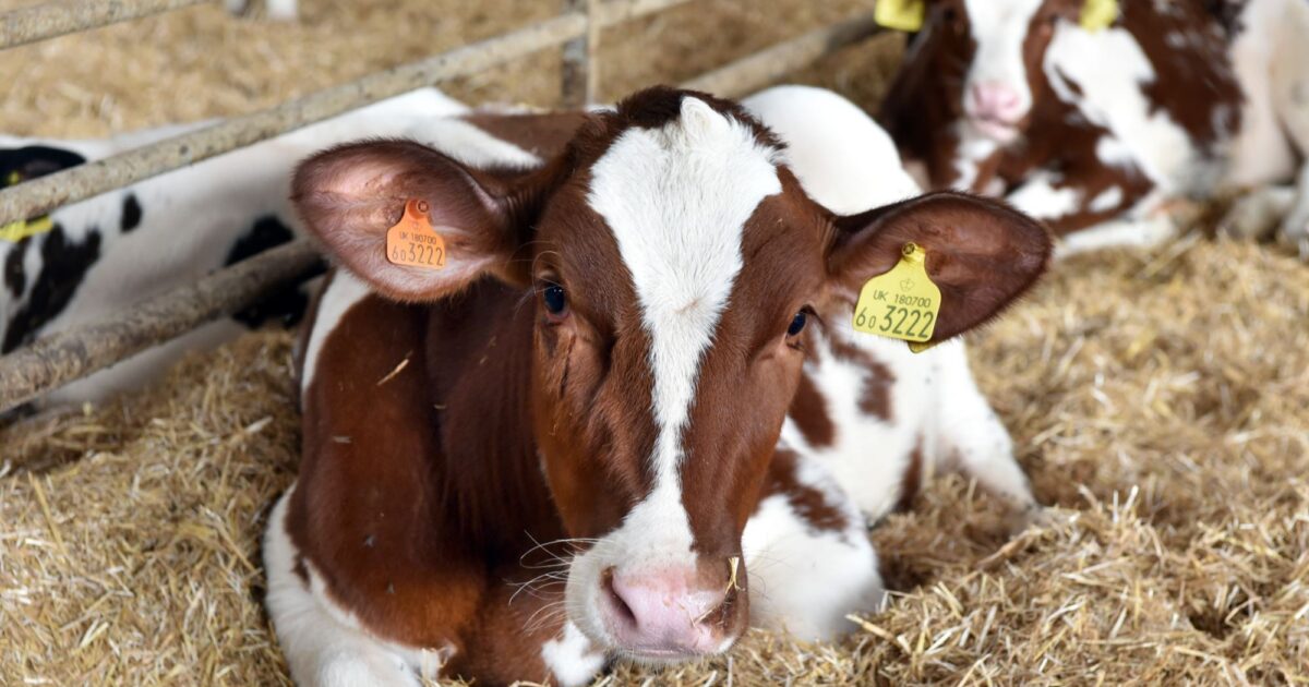 ForFarmers UK - Complete solution for high-performing heifers