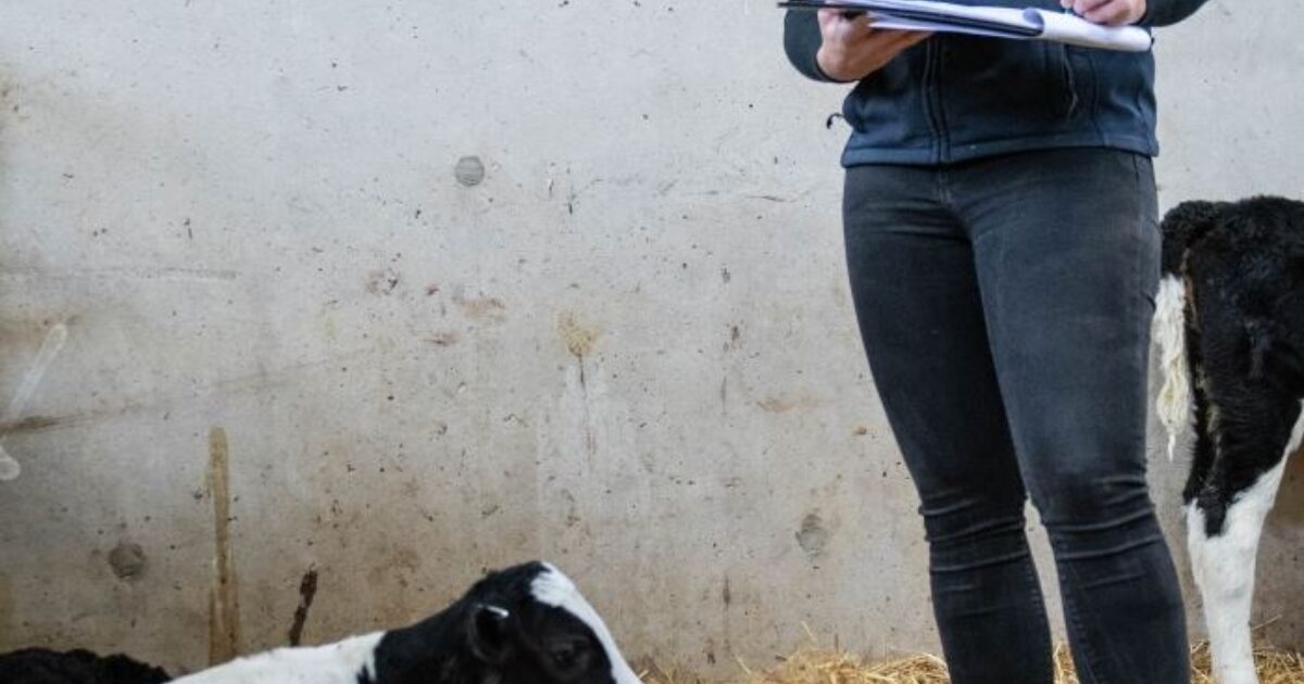 ForFarmers UK - Consistency key to successful heifer rearing