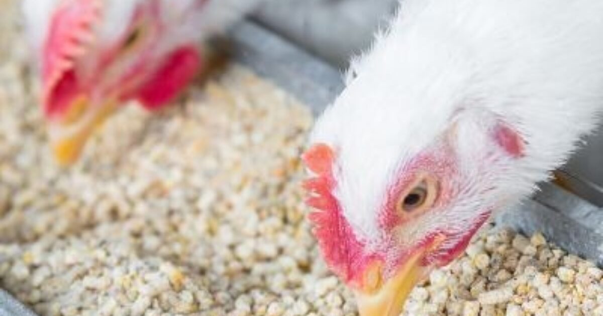 ForFarmers UK - ForFarmers supports the South West Chicken…