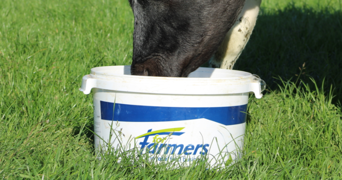 ForFarmers UK - Watch out for grass staggers