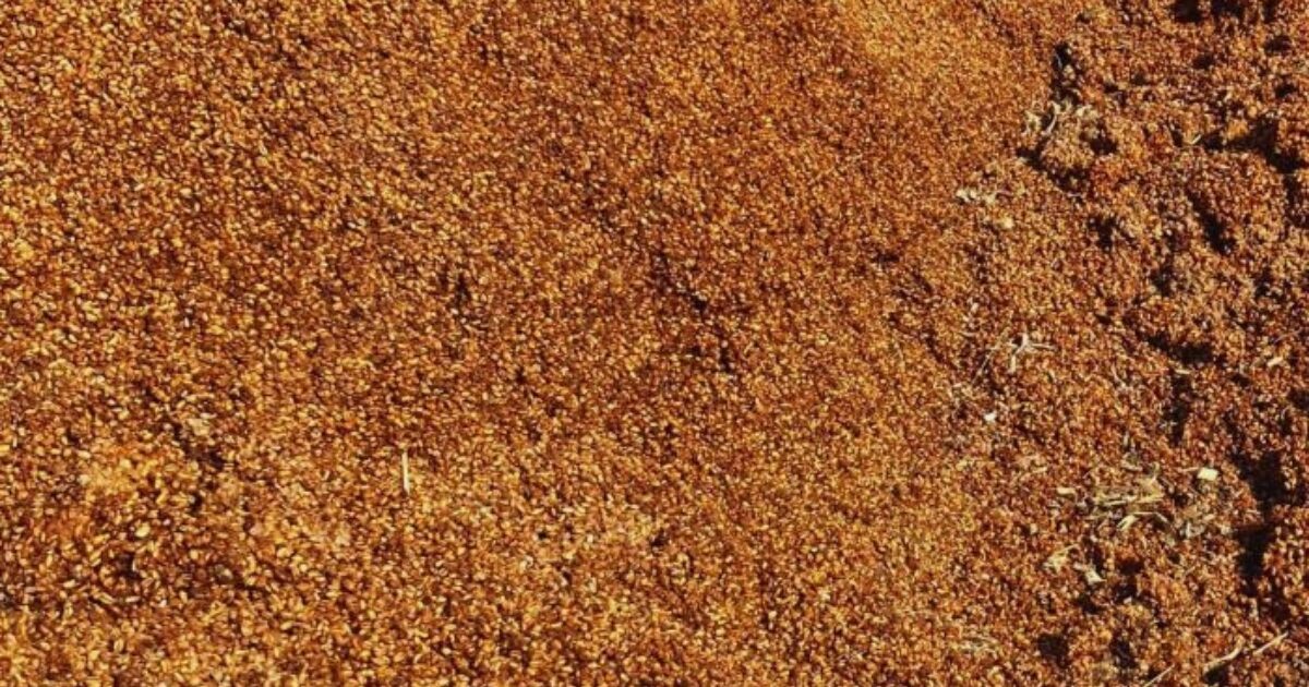 ForFarmers UK - New caustic wheat capacity in Scotland brings…