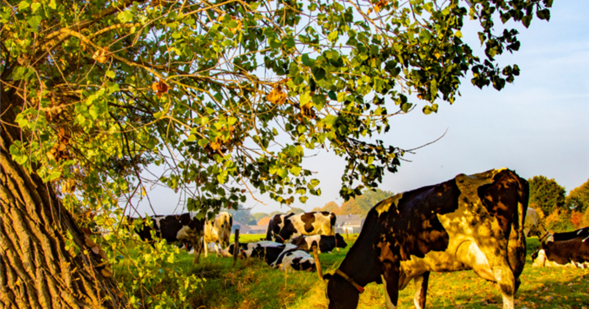 ForFarmers UK - Managing heat stress