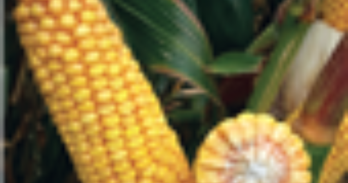 ForFarmers UK - The benefits of dent maize hybrids ForFarmers UK - The benefits of dent maize hybrids