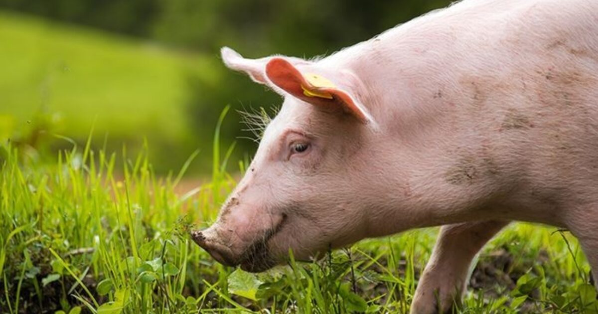 ForFarmers UK - Farmgate Feeds launch new pig finisher product