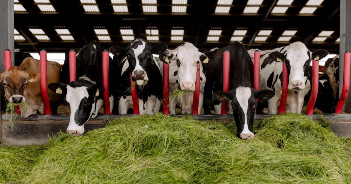 ForFarmers UK - Programme Supports zero-grazing approach