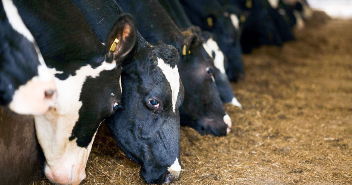 ForFarmers UK - Silage additive benefits 'add up'