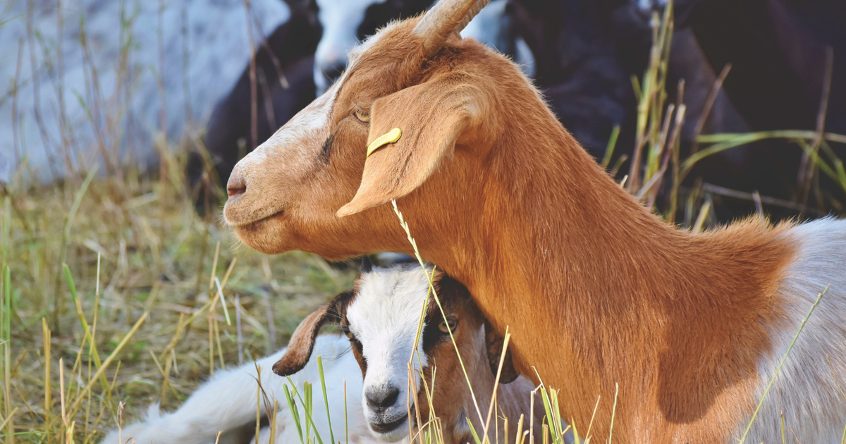 ForFarmers UK - Starting with goats: key considerations for…