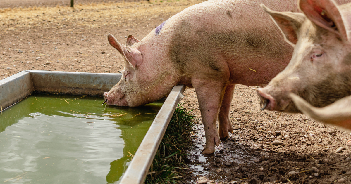 ForFarmers UK - Heat Stress in Pigs: What smallholders need to know