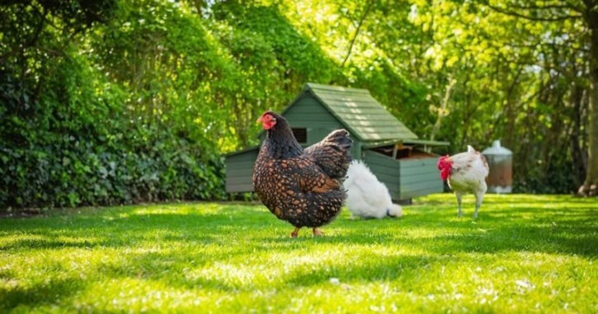 ForFarmers UK - Spring into hen keeping