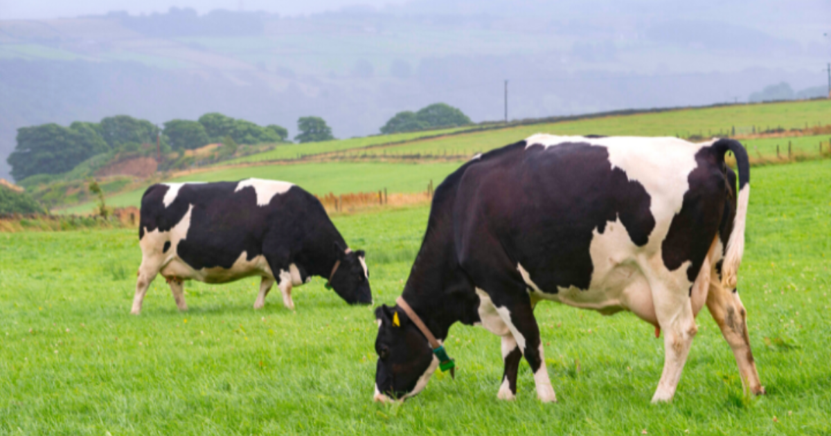 ForFarmers UK - Don't let staggers spoil spring