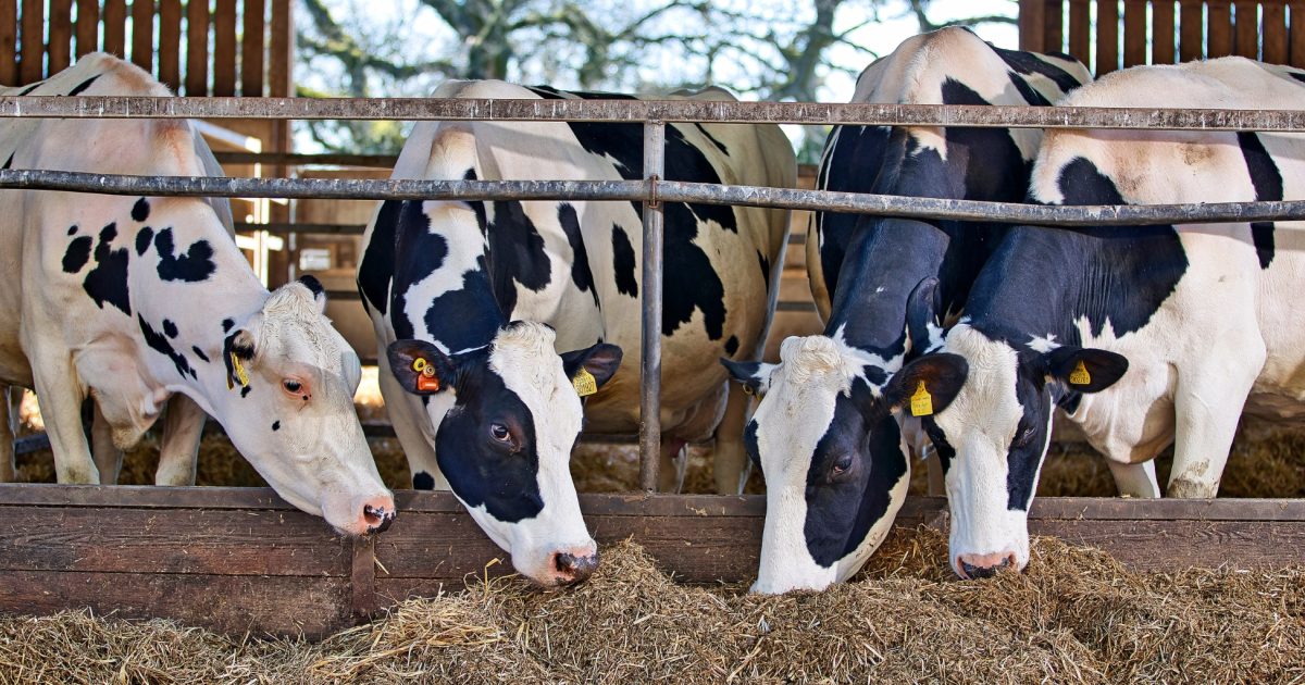 ForFarmers UK - European industry unites on methane reduction